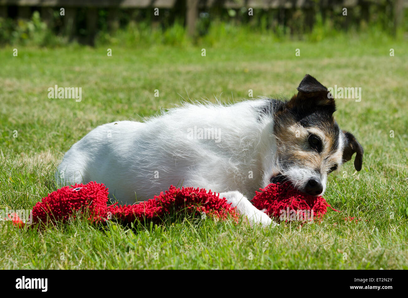 Working jack russell terrier hi-res stock photography and images - Alamy