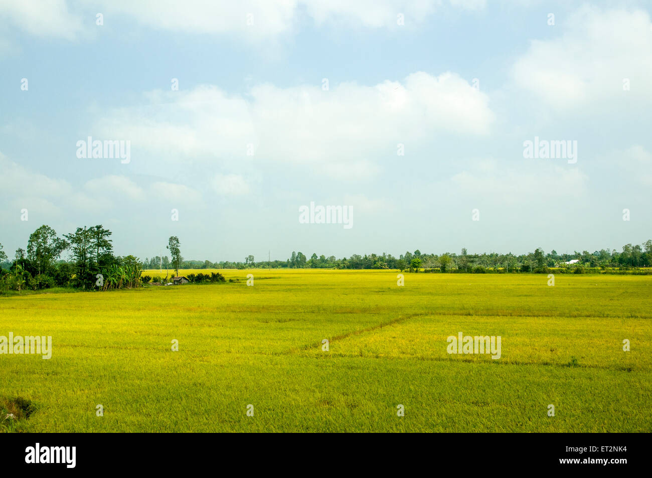Working in a rice paddy Photographed in Vietnam, Mekong River Delta ...