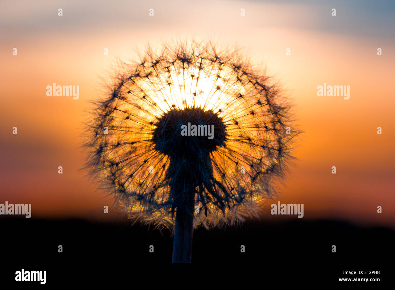 Dandelion flower fused with sunset looking like a bulb Stock Photo - Alamy