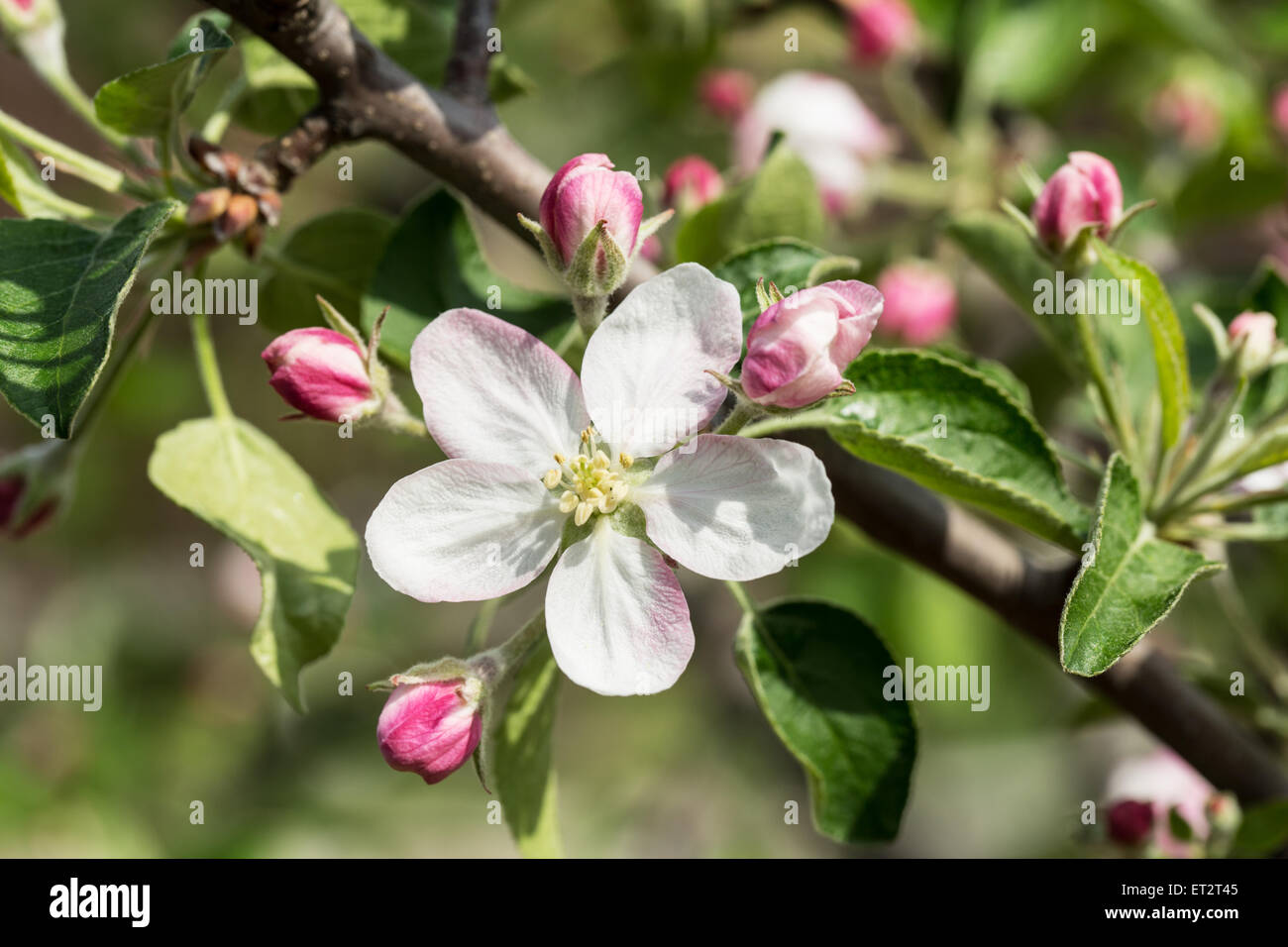 Blooming apple tree twig. Closeup shot Stock Photo - Alamy