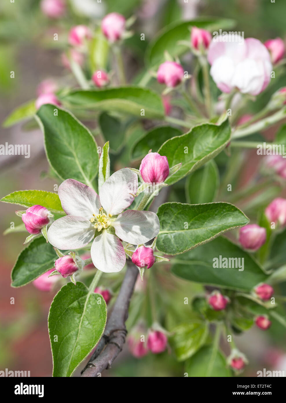 Apple tree twig hi-res stock photography and images - Alamy