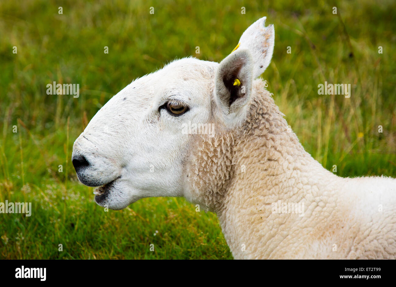 Bleating Sheep On Pasture In Scotland Stock Photo - Alamy