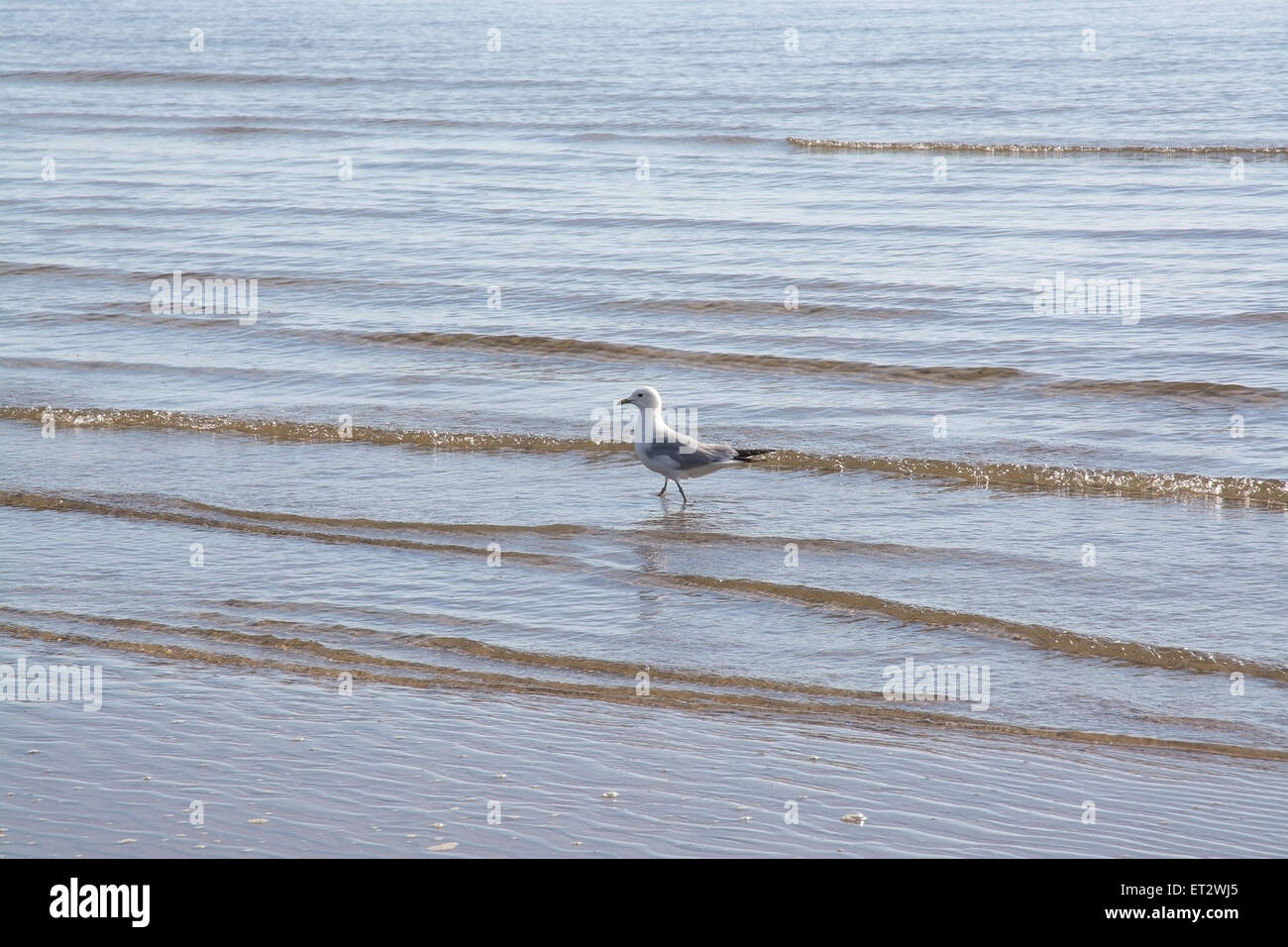 Sandy beach landscape in Falkenberg, Sweden in afternoon sunlight Stock ...