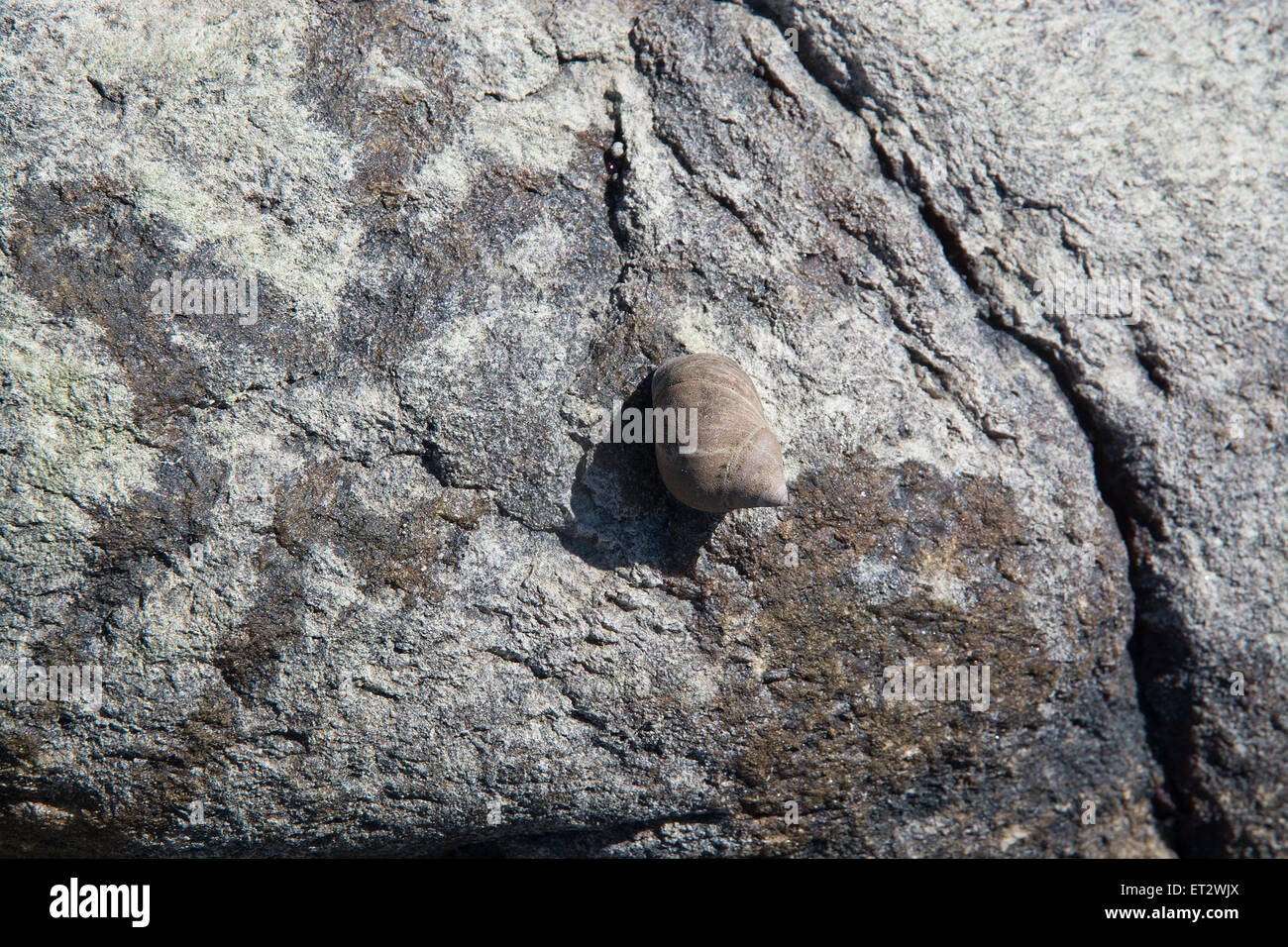Seashells living among the rocks on a beach in Falkenberg, Sweden Stock ...