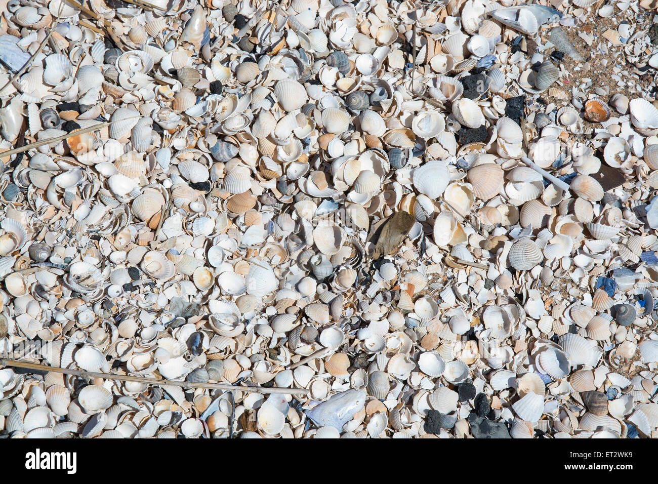 Seashells background with various seashells on beach in Falkenberg ...