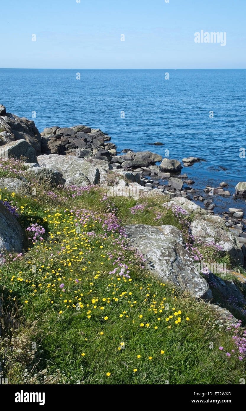 Heath seaside beach landscape with moor grass, flowers, rocks and blue ...