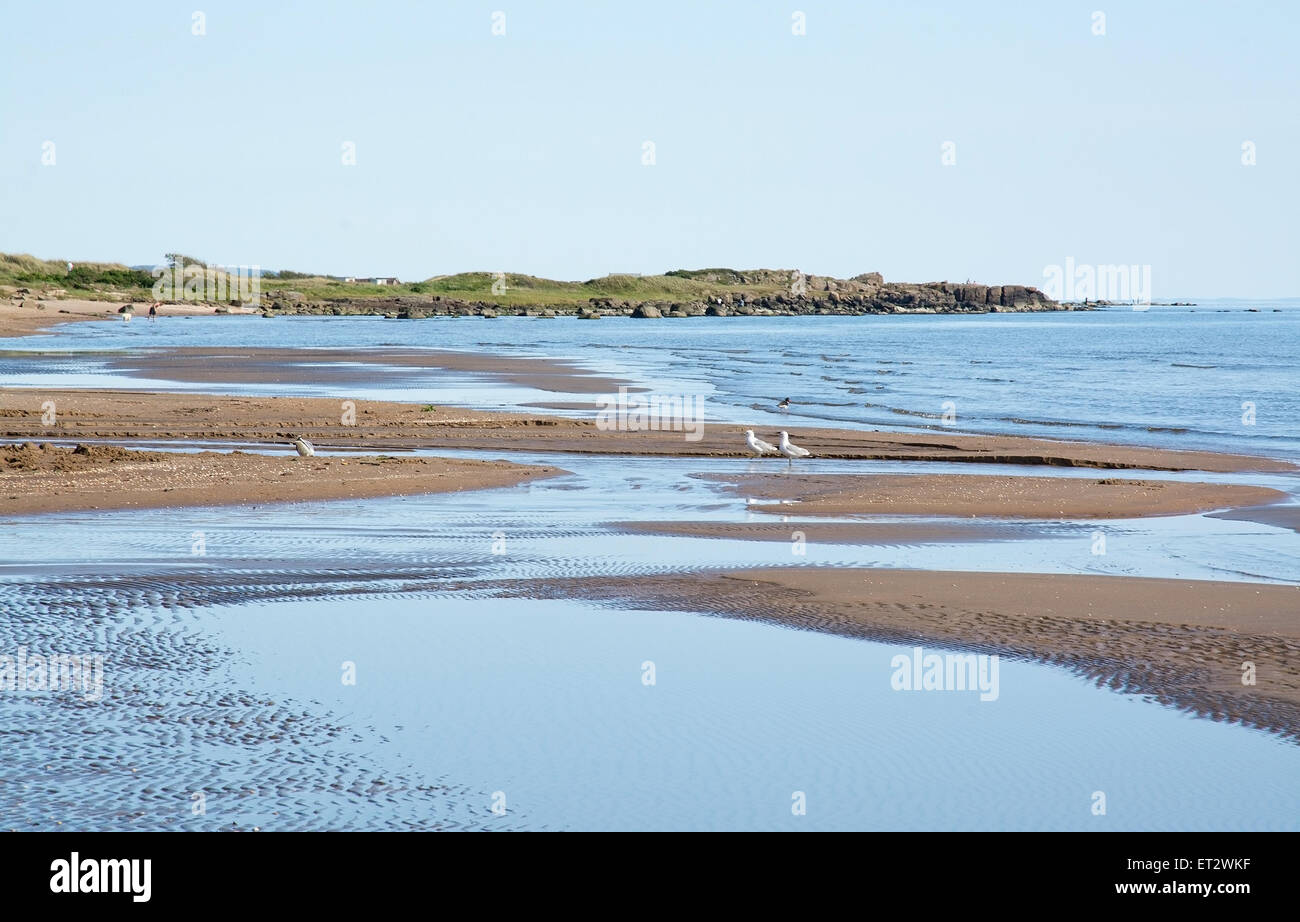 Sandy beach landscape in Falkenberg, Sweden in afternoon sunlight Stock ...
