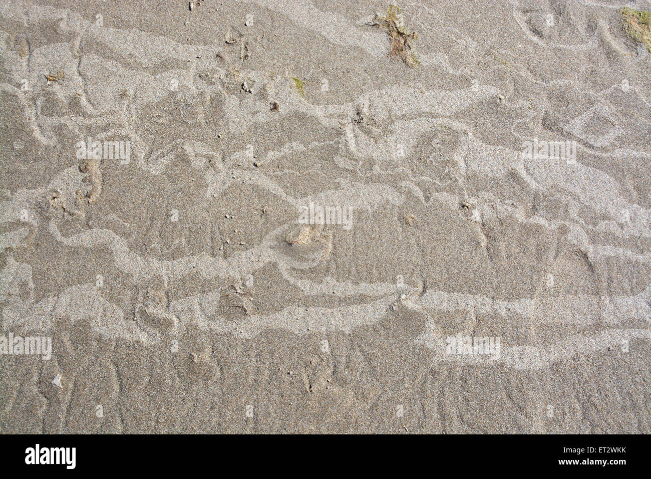 Abstract sand pattern, seaside natural organic landscape detail Stock ...