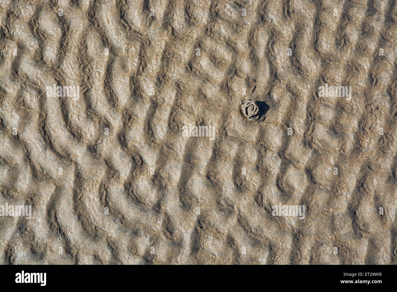 Abstract sand and sandworm pattern, seaside natural organic landscape ...