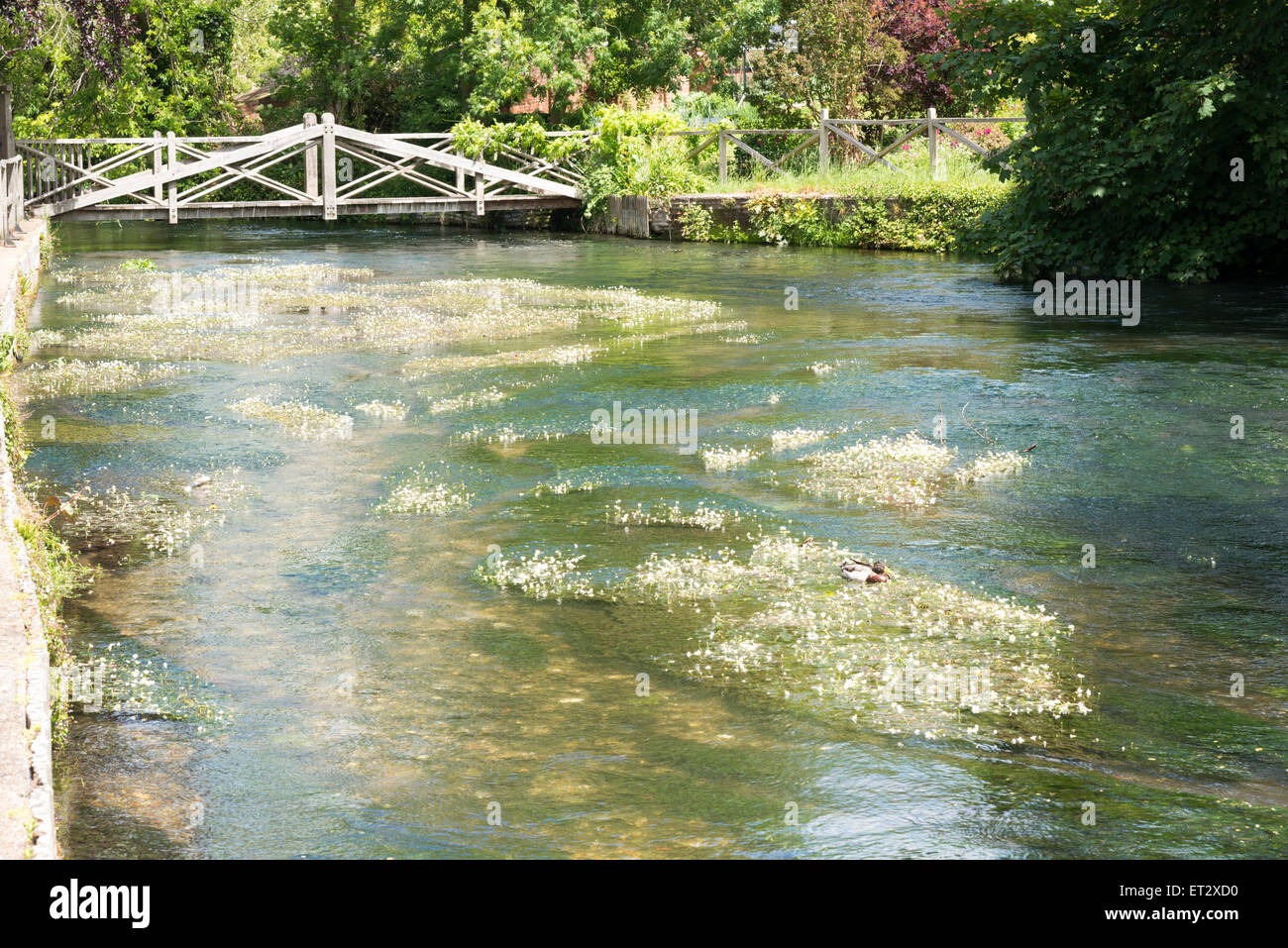 The River Itchen in Winchester UK in summer with people walking on the ...