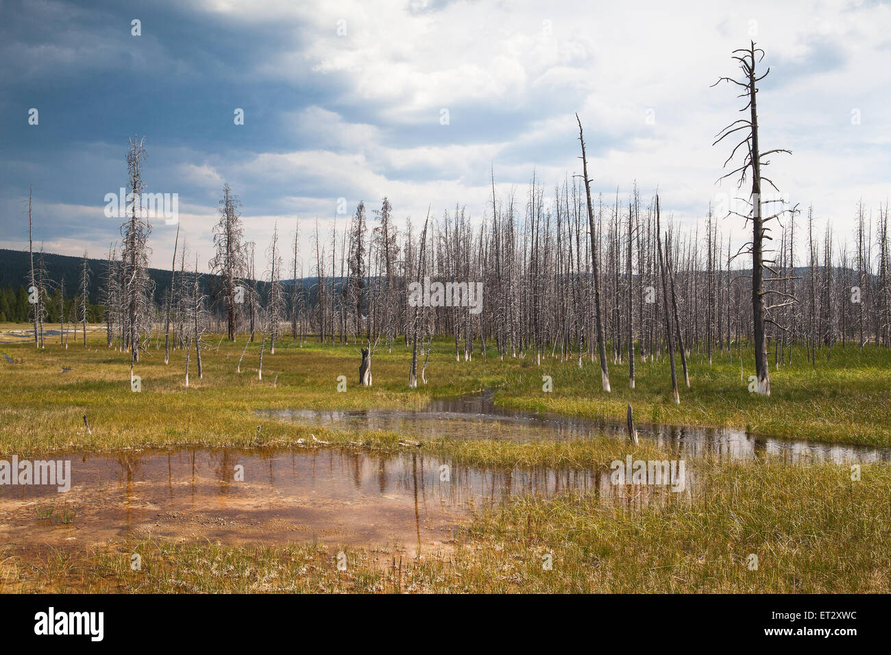Yellowstone Fire 1988 High Resolution Stock Photography and Images - Alamy