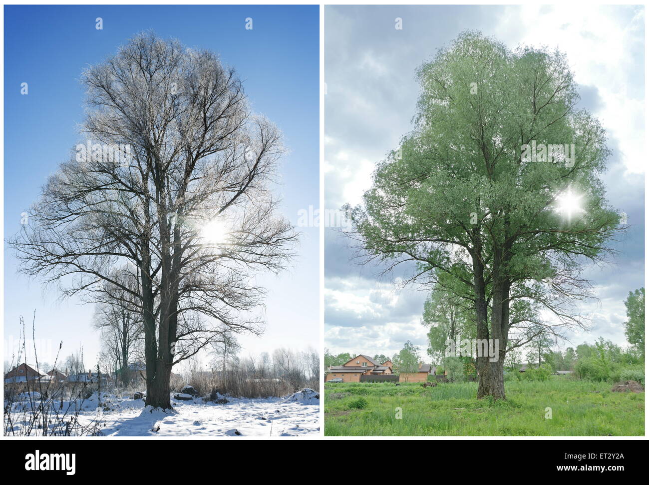 Two season and the same tree in the country side Stock Photo - Alamy