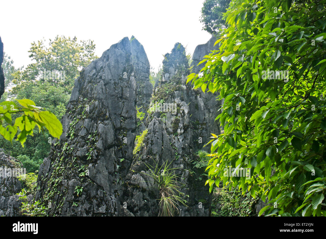 The sharp peaks of the mountains - the Stone Forest Stock Photo - Alamy