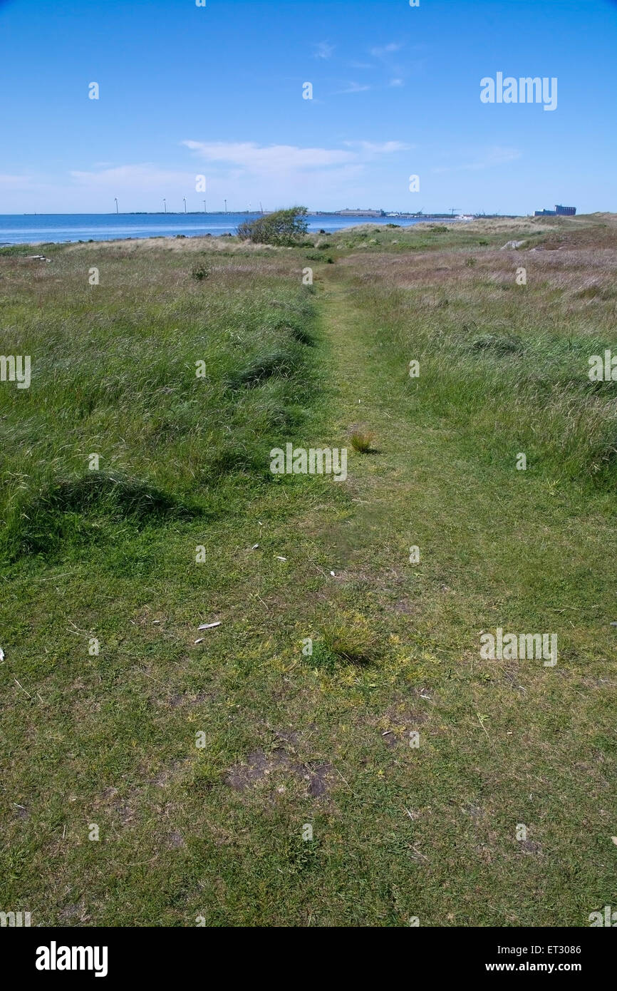Heath seaside beach landscape with path in moor grass, flowers, rocks ...