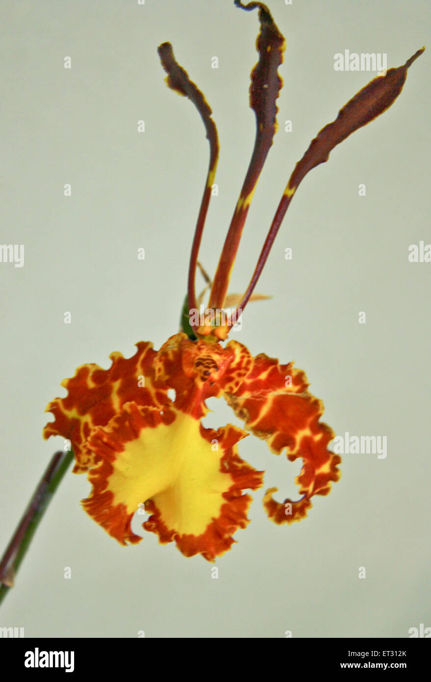 variety of beautiful and original colors of orchids Stock Photo - Alamy