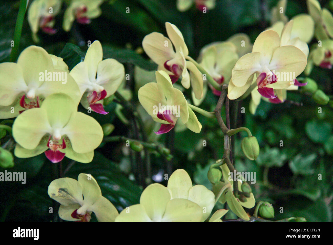 variety of beautiful and original colors of orchids Stock Photo - Alamy