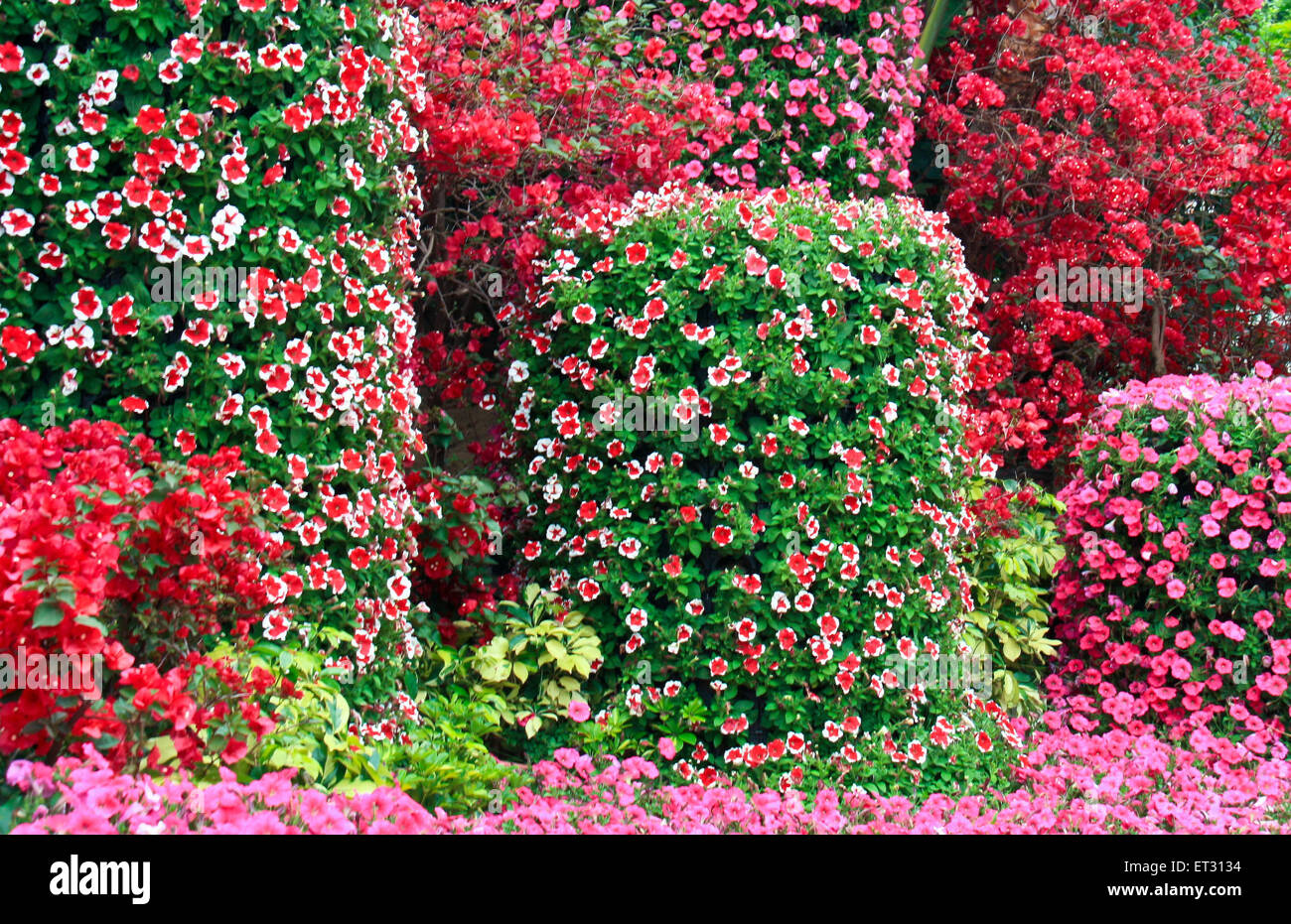 Beautiful floral background lawn on the south coast of the sea Stock ...