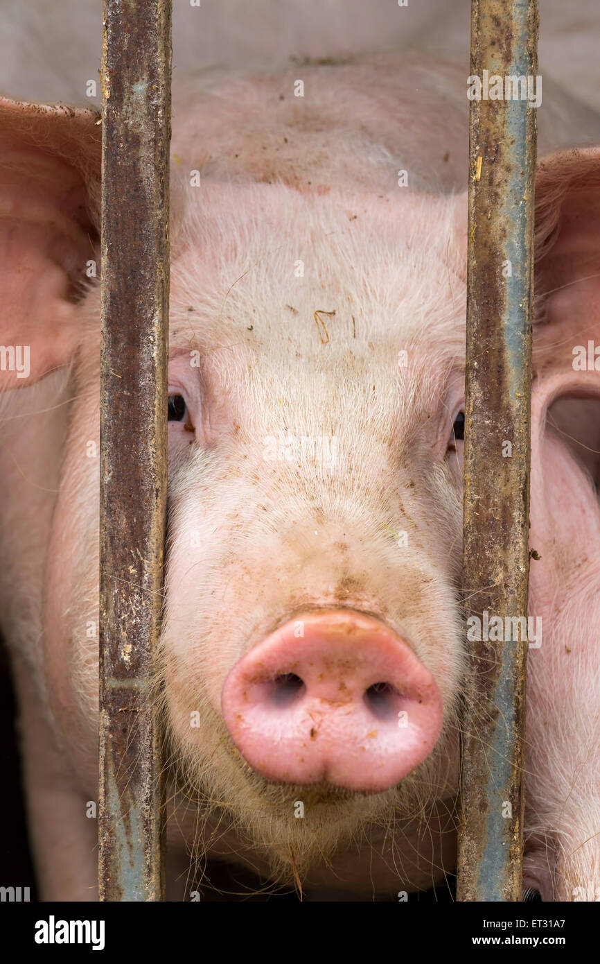 Close up of young pig Stock Photo - Alamy