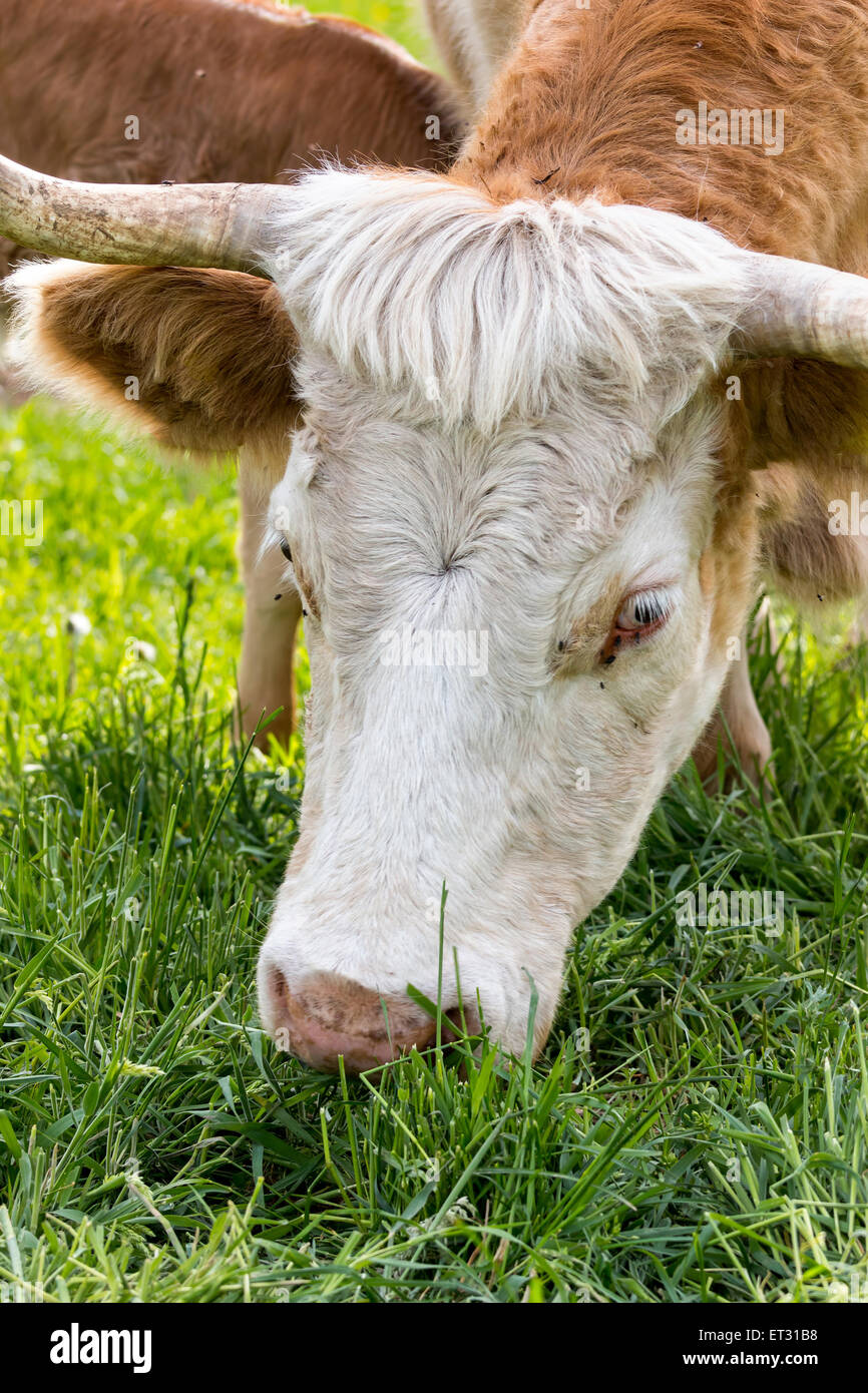 Hungarian mammals hi-res stock photography and images - Alamy