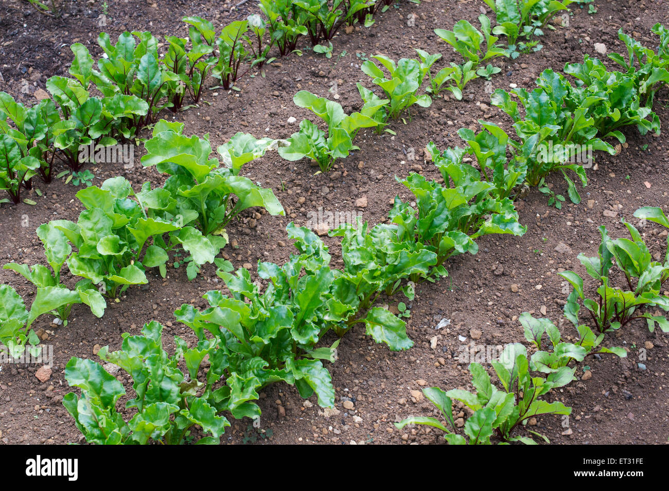 Young beetroot plants in rows planted in a vegetable garden Stock Photo ...