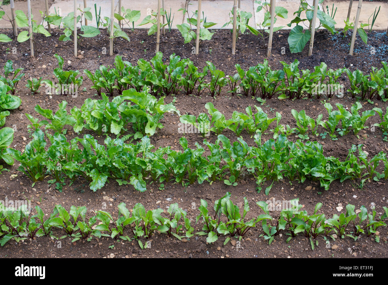 Young beetroot plants in rows planted in a vegetable garden Stock Photo ...