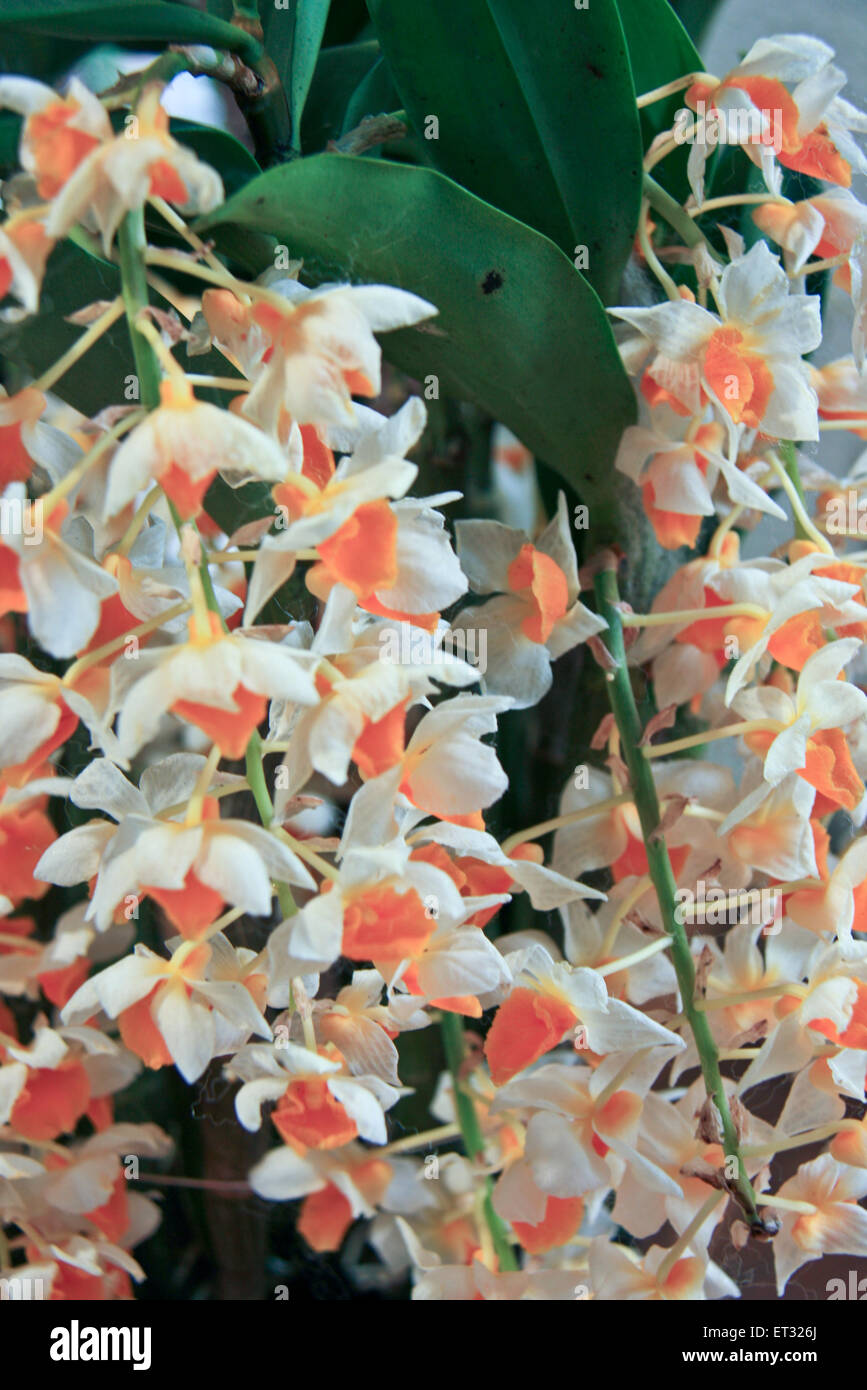 variety of beautiful and original colors of orchids Stock Photo - Alamy