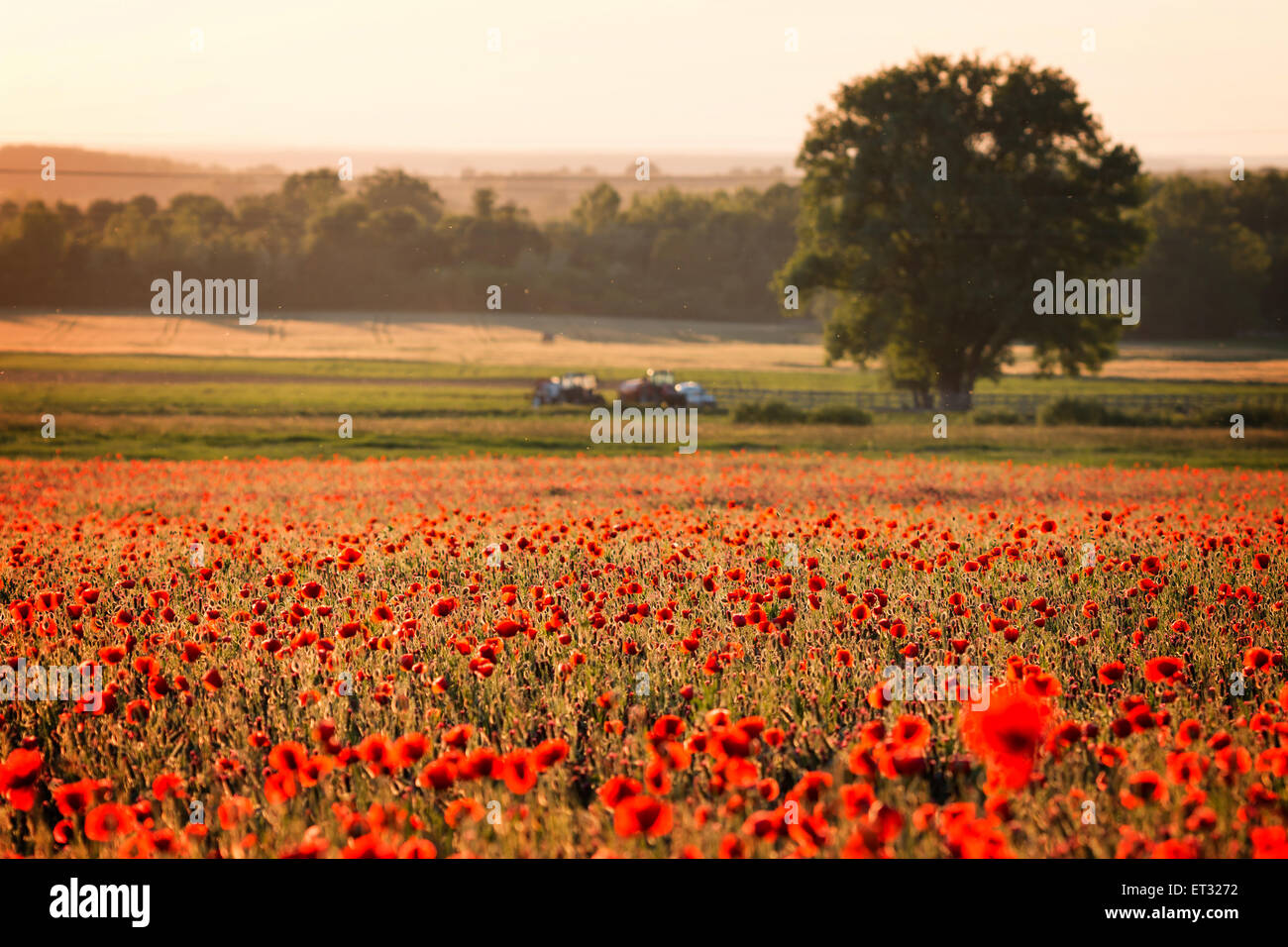 Landscape with beautiful poppy field Stock Photo - Alamy