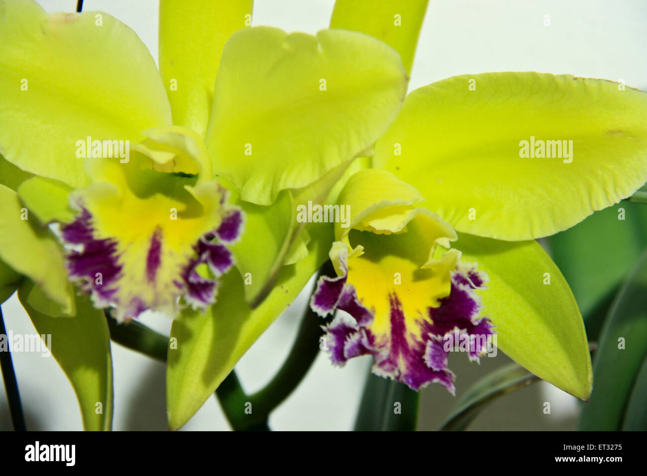 variety of beautiful and original colors of orchids Stock Photo - Alamy