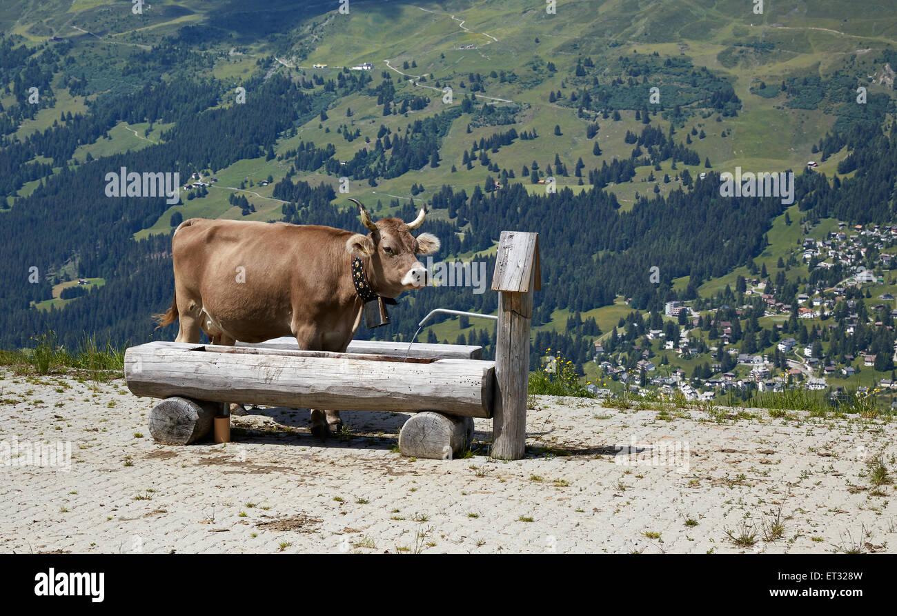 Valbella, Switzerland, Cow at a fountain Stock Photo - Alamy