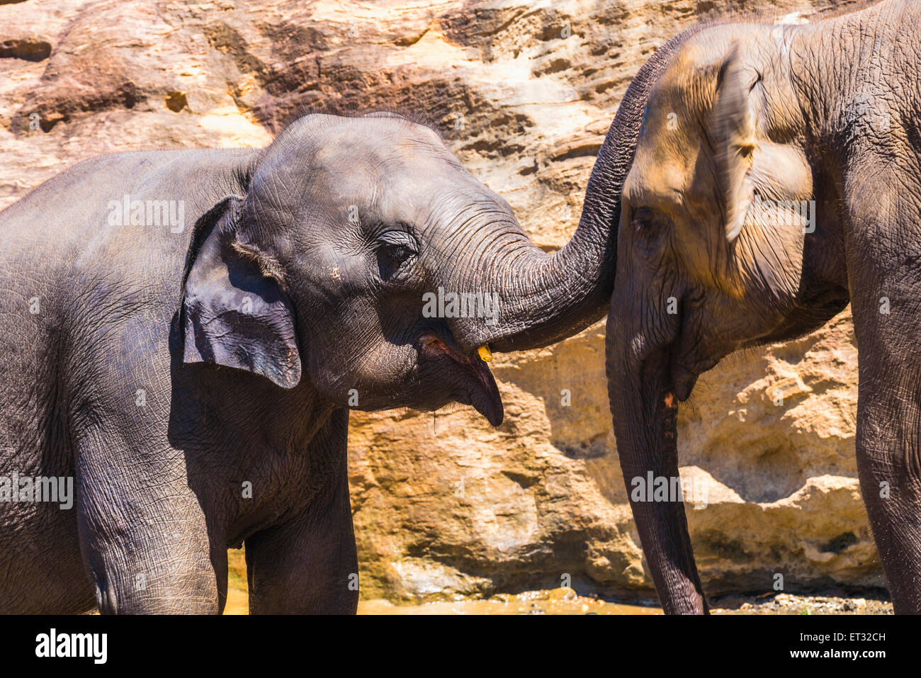 Pinnawala elephant orphanage elephants kandy hi-res stock photography ...