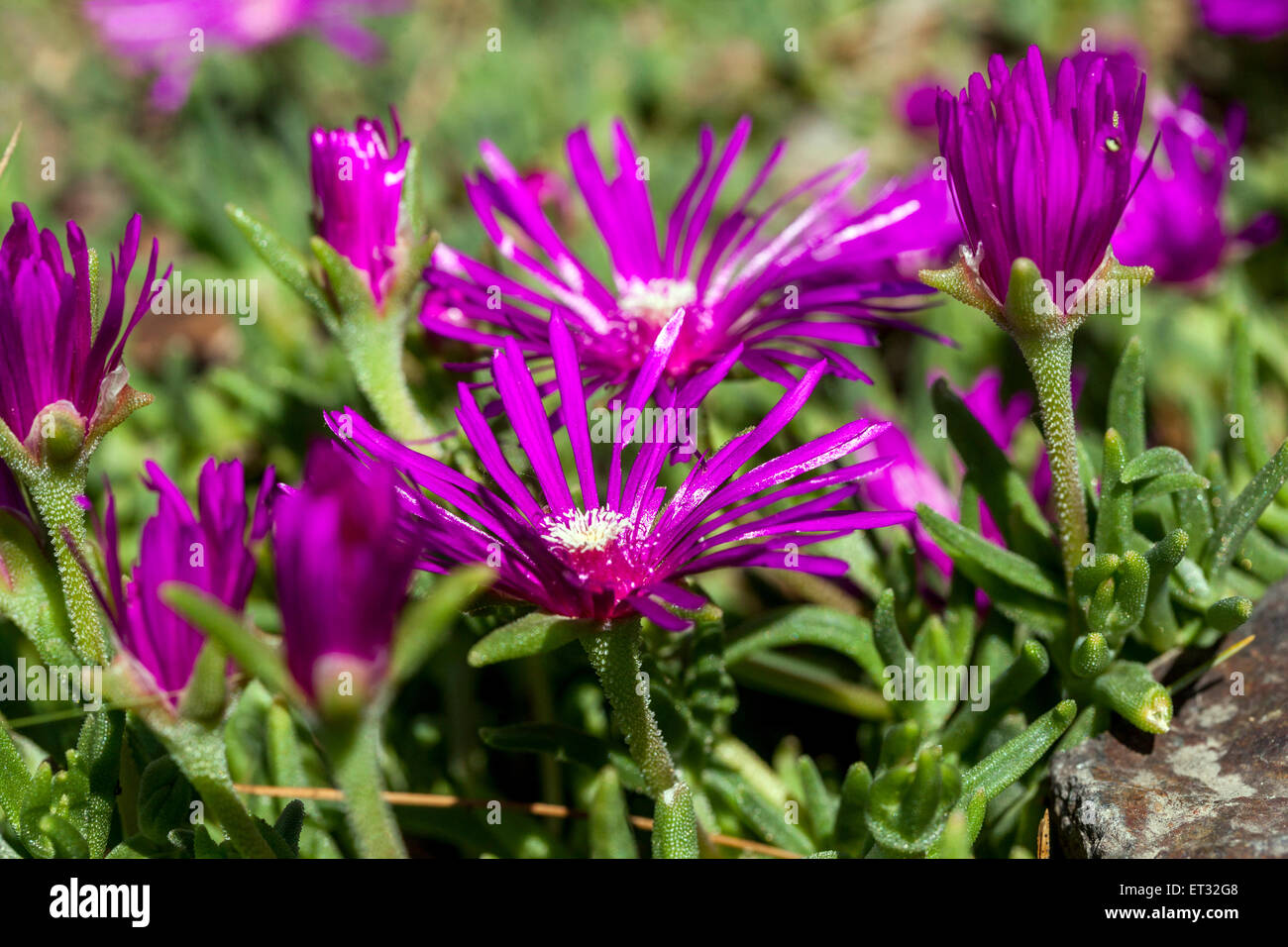 Hardy ice plant hi-res stock photography and images - Alamy