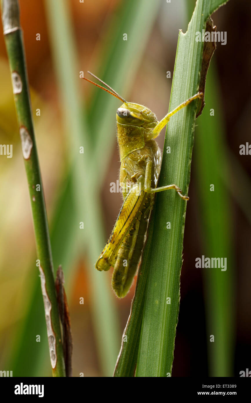 Closeup grasshopper hi-res stock photography and images - Alamy