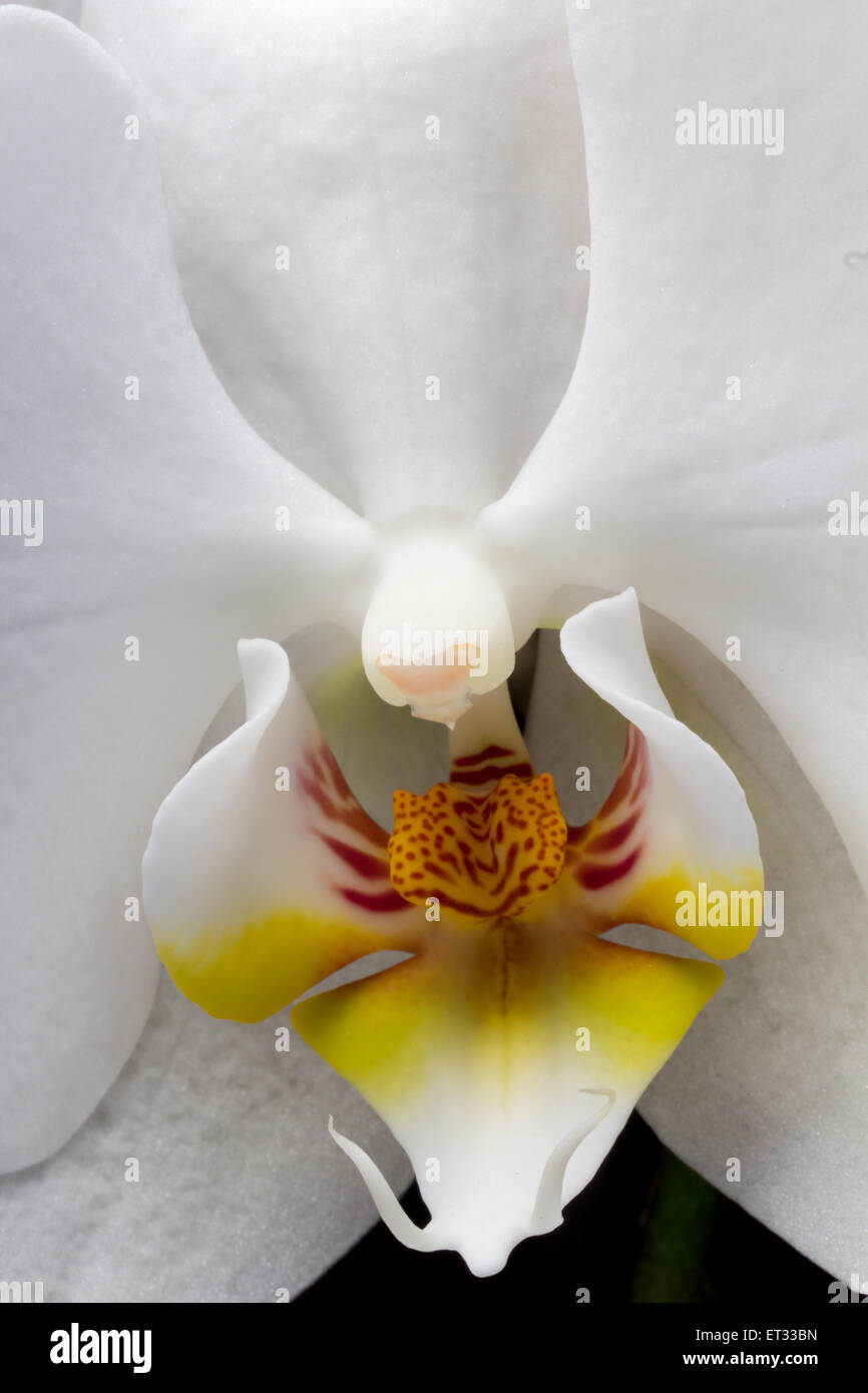 White orchid orchidaceae hi-res stock photography and images - Alamy
