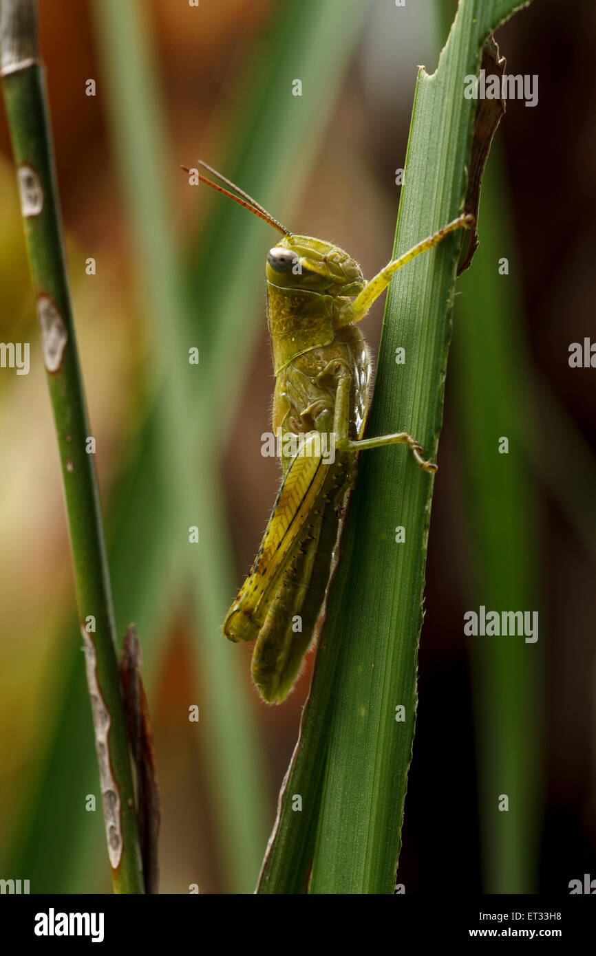 Grasshopper insects eating grass hi-res stock photography and images ...