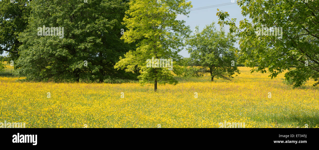 English buttercup hi-res stock photography and images - Alamy