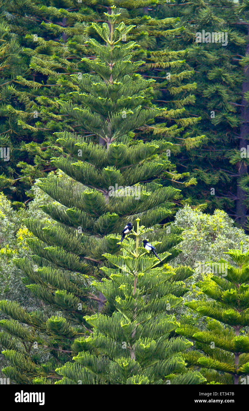 Birds on top of pine trees Stock Photo - Alamy