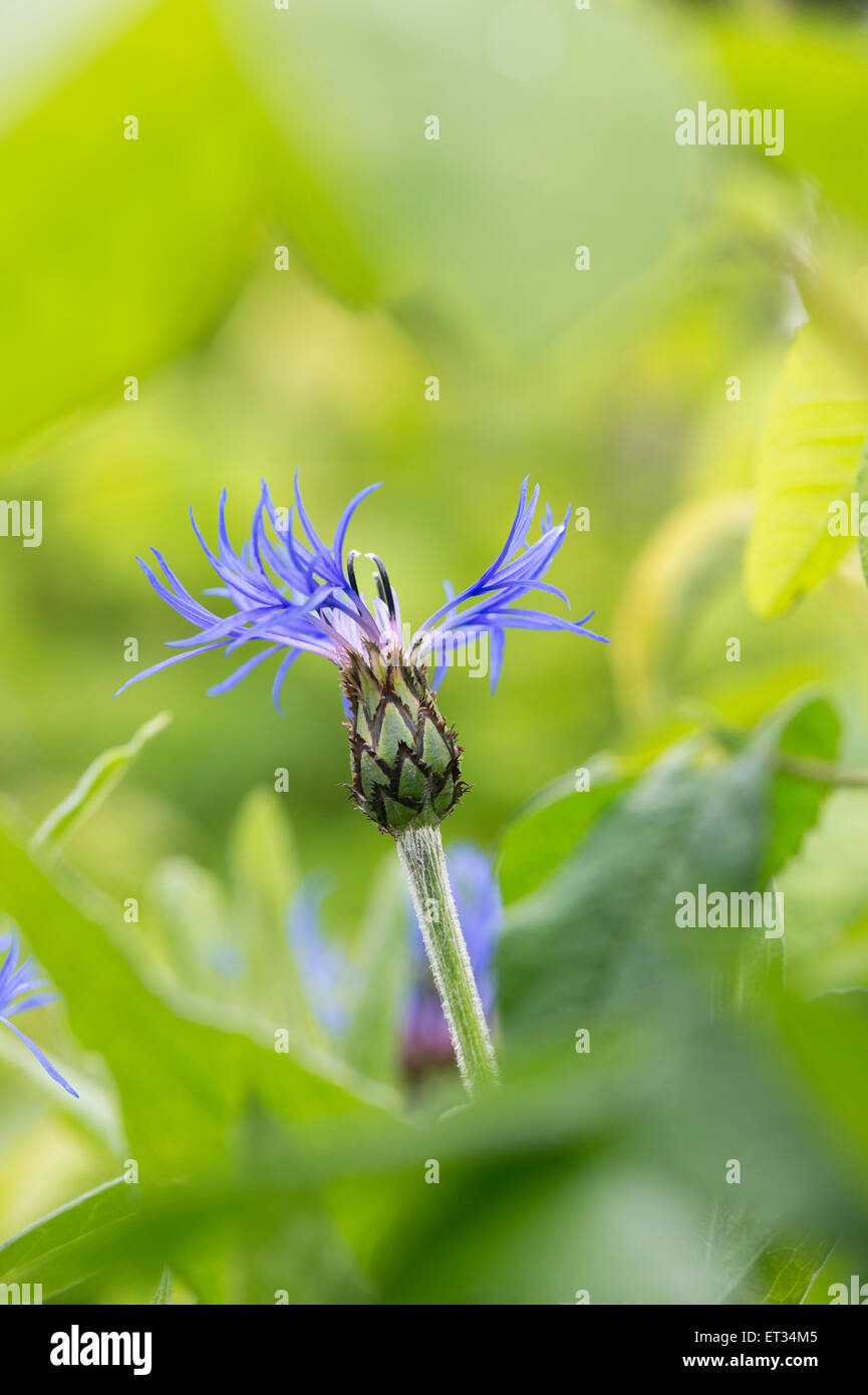 Centaurea montana. Perennial cornflower, Mountain bluet, Knapweed ...