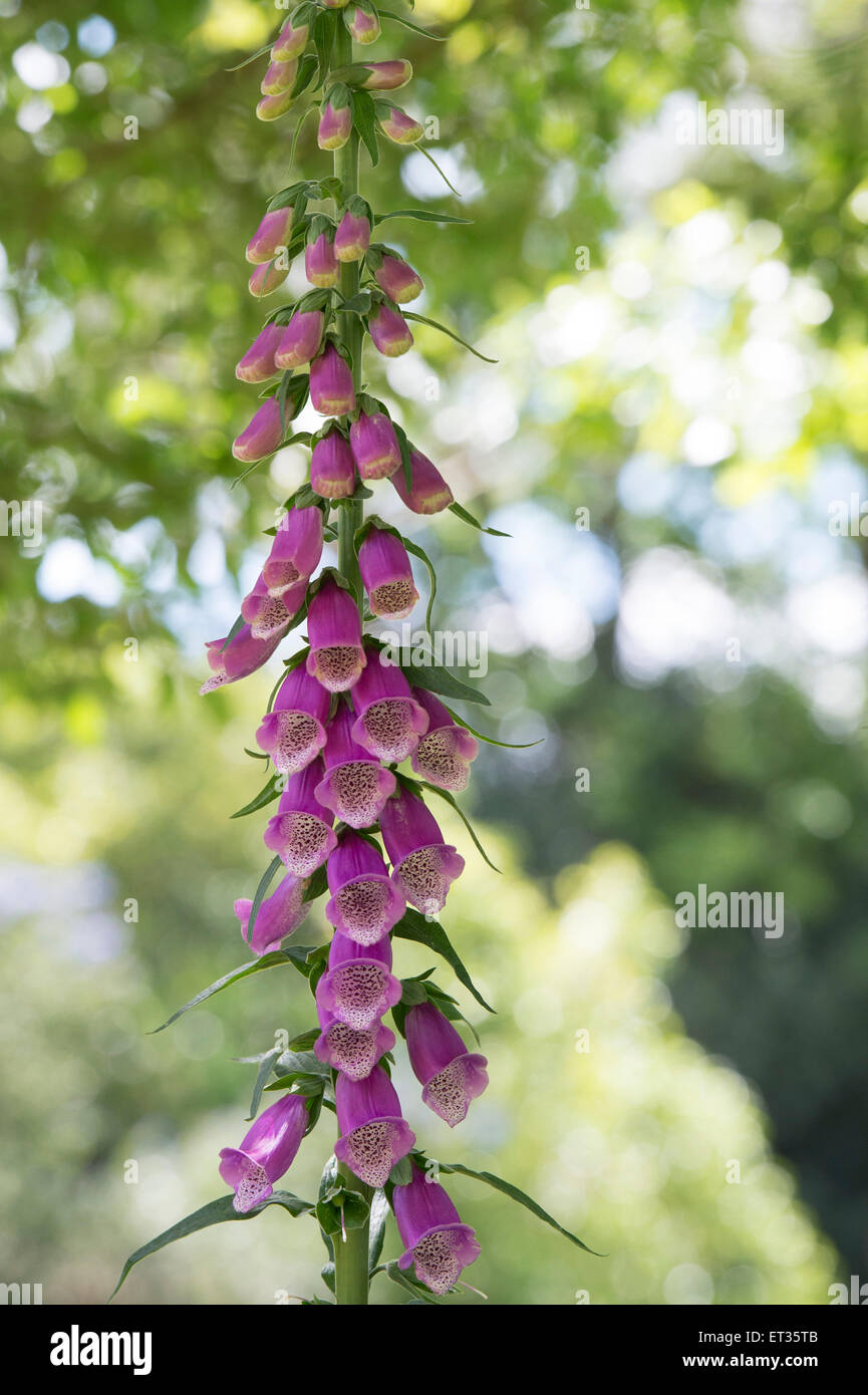 Digitalis Purpurea. Foxglove under a tree in the shade Stock Photo - Alamy