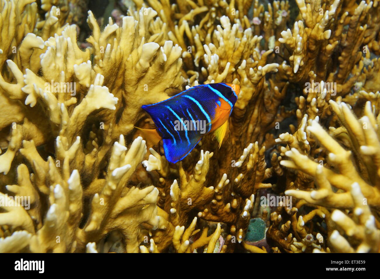 Caribbean reef fish underwater, juvenile Queen angelfish, Holacanthus ...