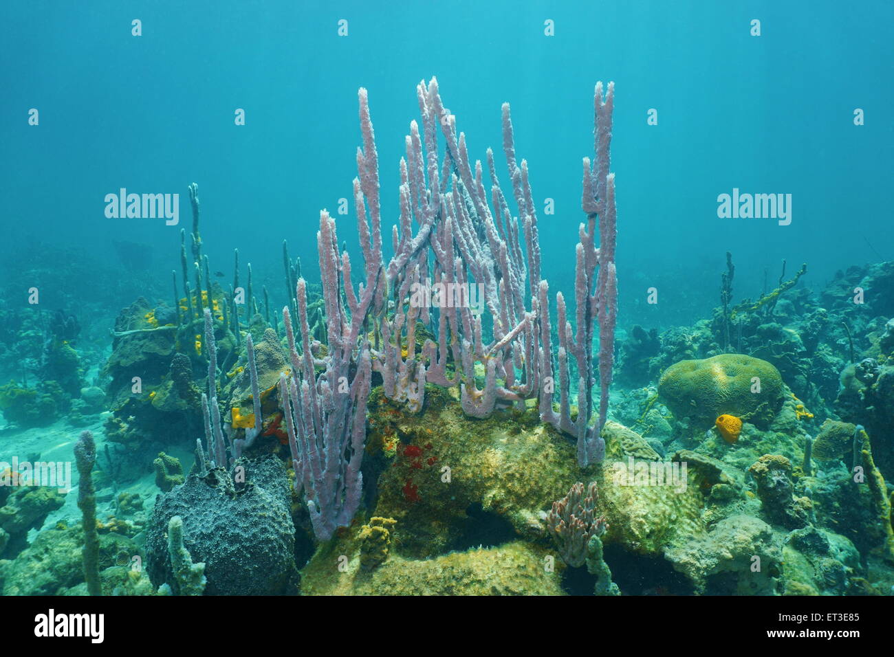 Lavender rope sponge, Niphates erecta, underwater on the seabed of the ...