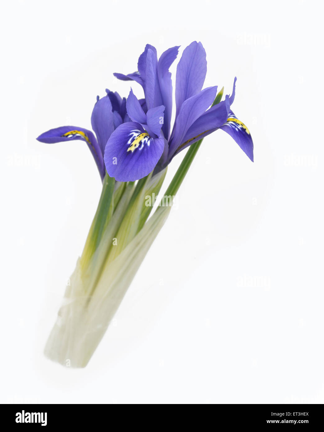 Blue Iris isolated on white background Stock Photo - Alamy