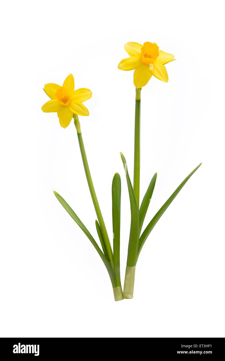 Daffodil illustration hi-res stock photography and images - Alamy