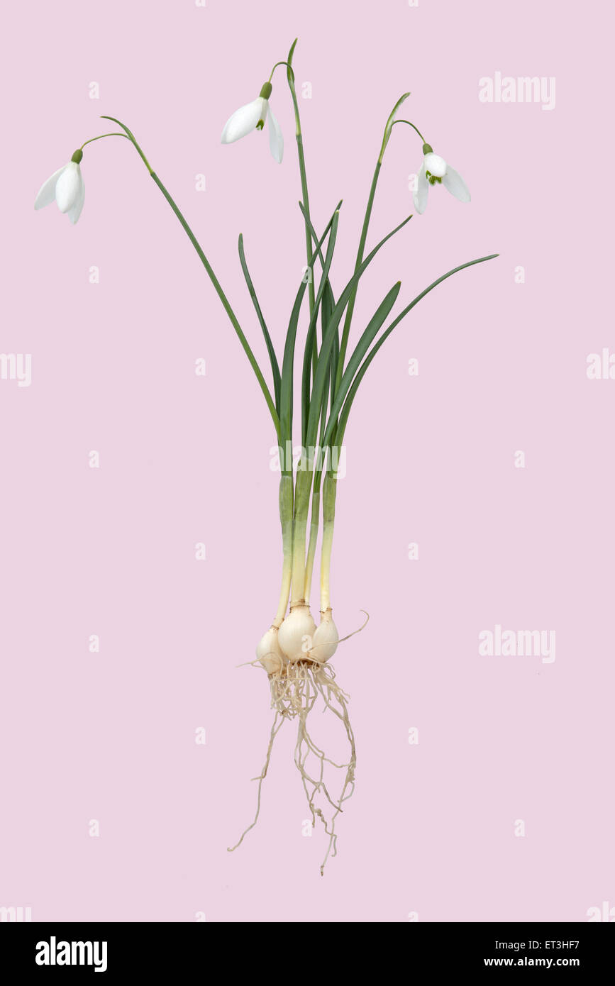 three snowdrop flowers with bulb and roots on pink background Stock ...