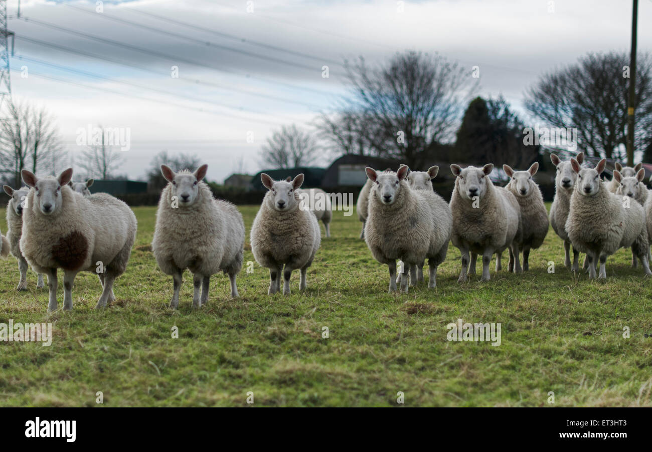 Sheep in grassy field with sky Stock Photo - Alamy