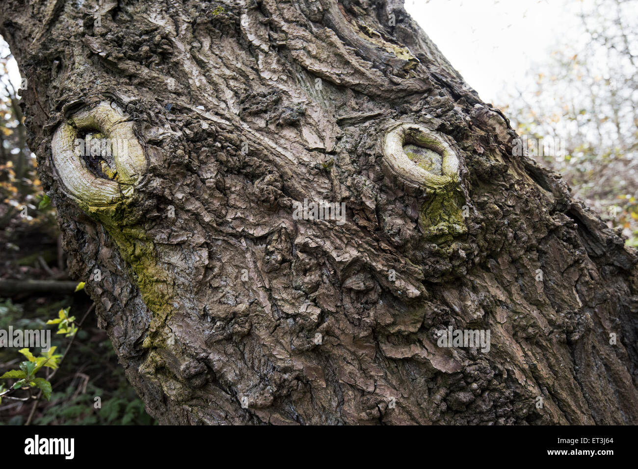 Tree is crying hi-res stock photography and images - Alamy