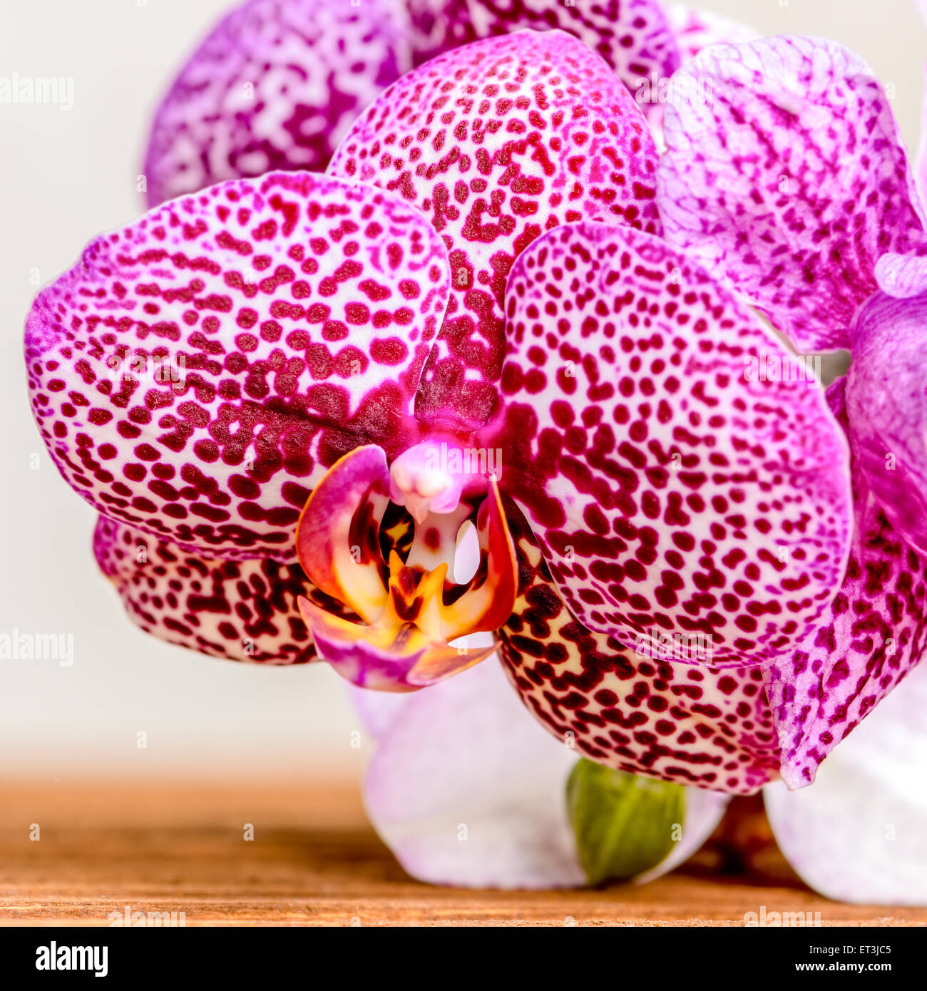 beautiful composition of blooming twig lilac spotty orchid flower ...
