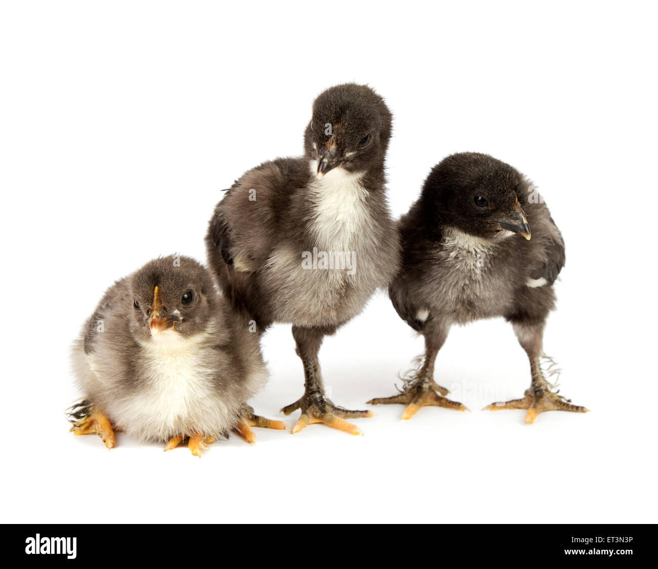 Maran chicken hi-res stock photography and images - Alamy