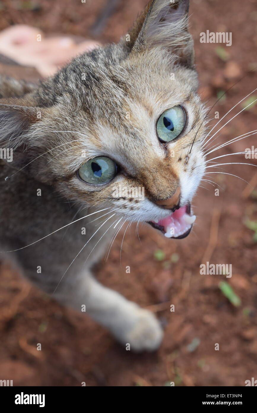 Crying cat hi-res stock photography and images - Alamy