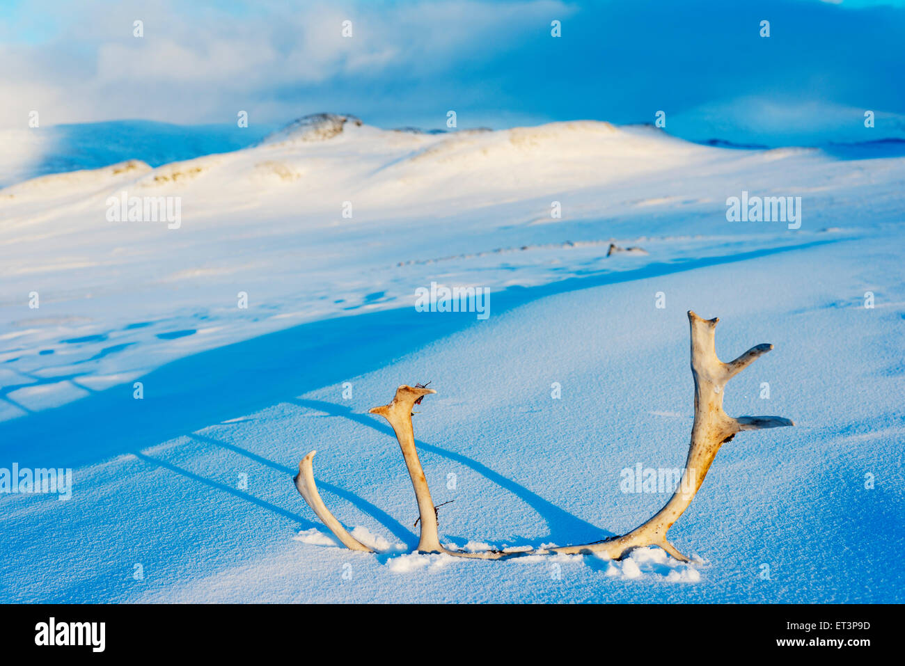 Arctic Circle, Lapland, Scandinavia, Sweden, Abisko National Park ...