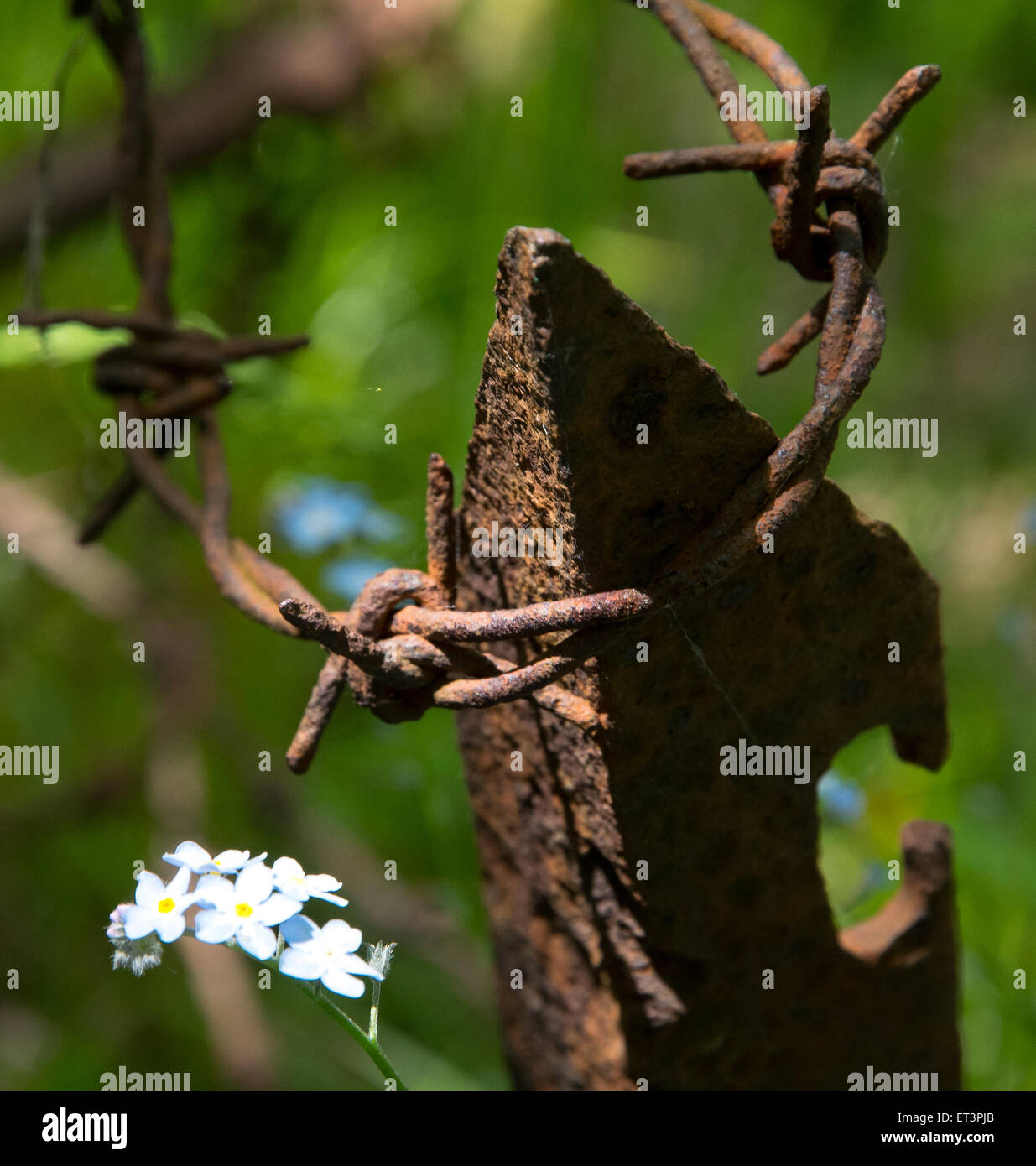 Rusting barbed wire entanglements from the First World War, battlefield ...